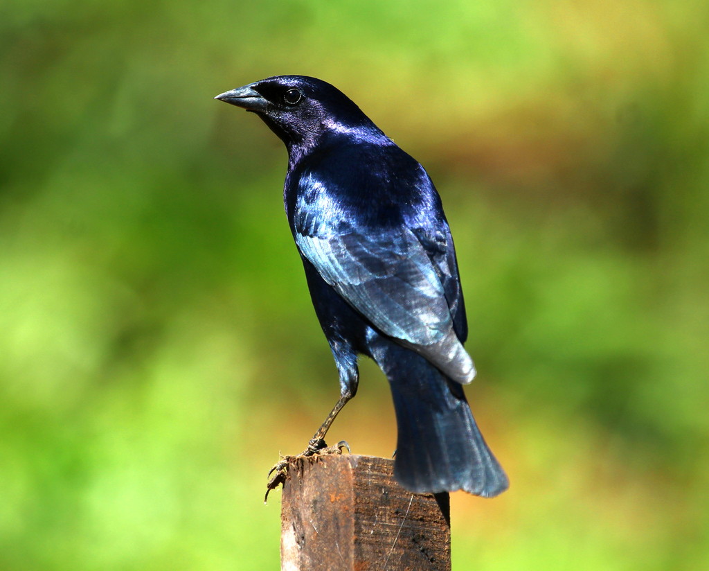 Foto chupim (Molothrus bonariensis) Por Valdemiro Schauren | Wiki Aves ...