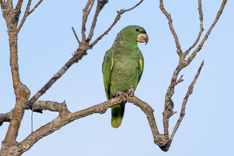 Foto papagaio-dos-garbes (Amazona kawalli) Por Marco Guedes | Wiki Aves ...