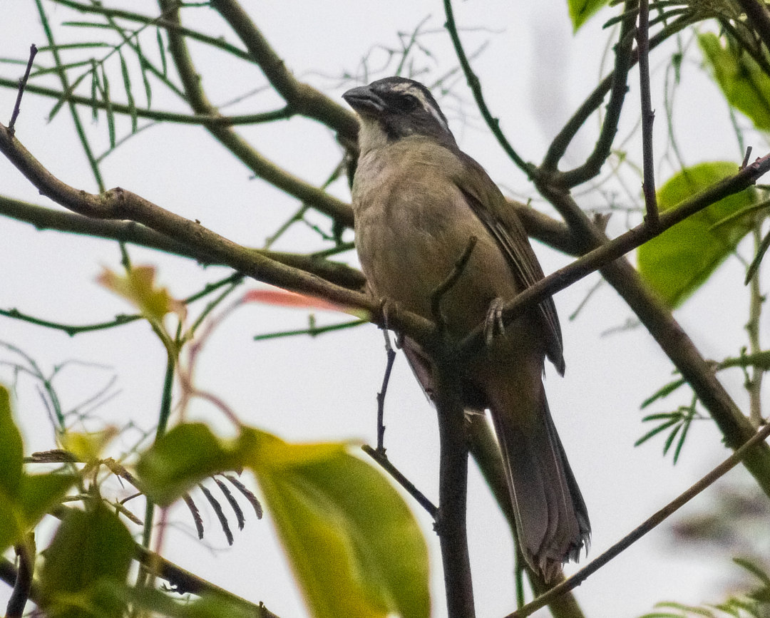 Foto trinca-ferro (Saltator similis) Por Enéas G. Junior | Wiki Aves ...