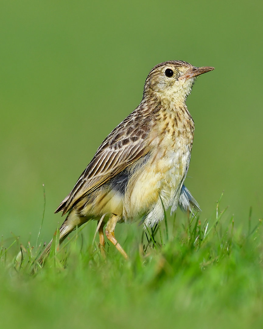 Foto caminheiro-zumbidor (Anthus chii) Por Jose F. Cruz | Wiki Aves - A ...