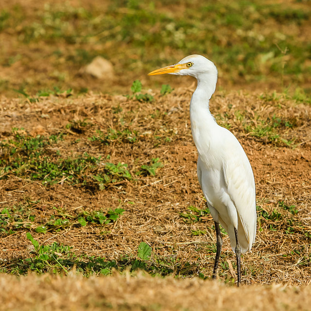Foto garça-vaqueira (Bubulcus ibis) Por Lecio Narciso | Wiki Aves - A ...