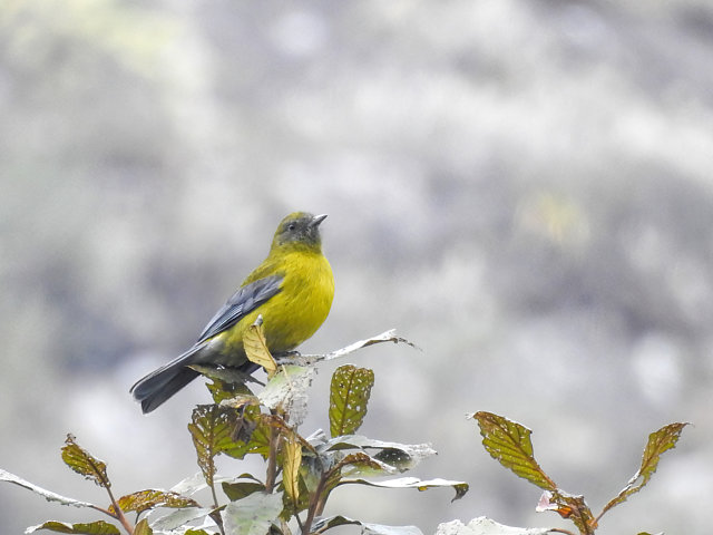 Foto saudade-de-asa-cinza (Lipaugus conditus) Por Bruno Dinucci | Wiki ...