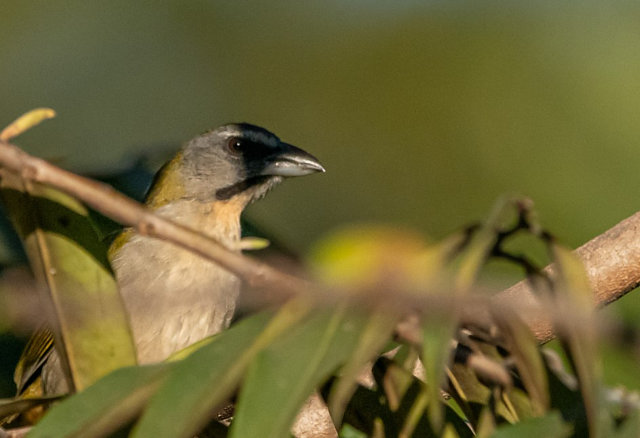 Foto tempera-viola (Saltator maximus) Por José Pireni | Wiki Aves - A ...