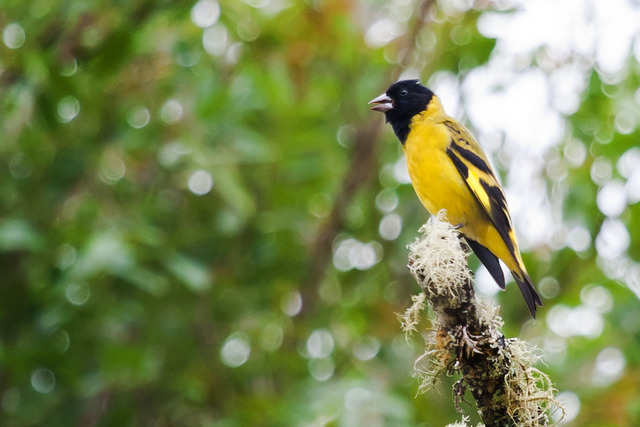 Foto pintassilgo (Spinus magellanicus) Por Silvana Licco | Wiki Aves ...