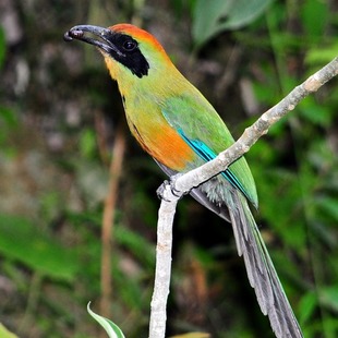 juruva (Baryphthengus ruficapillus) | WikiAves - A Enciclopédia das ...