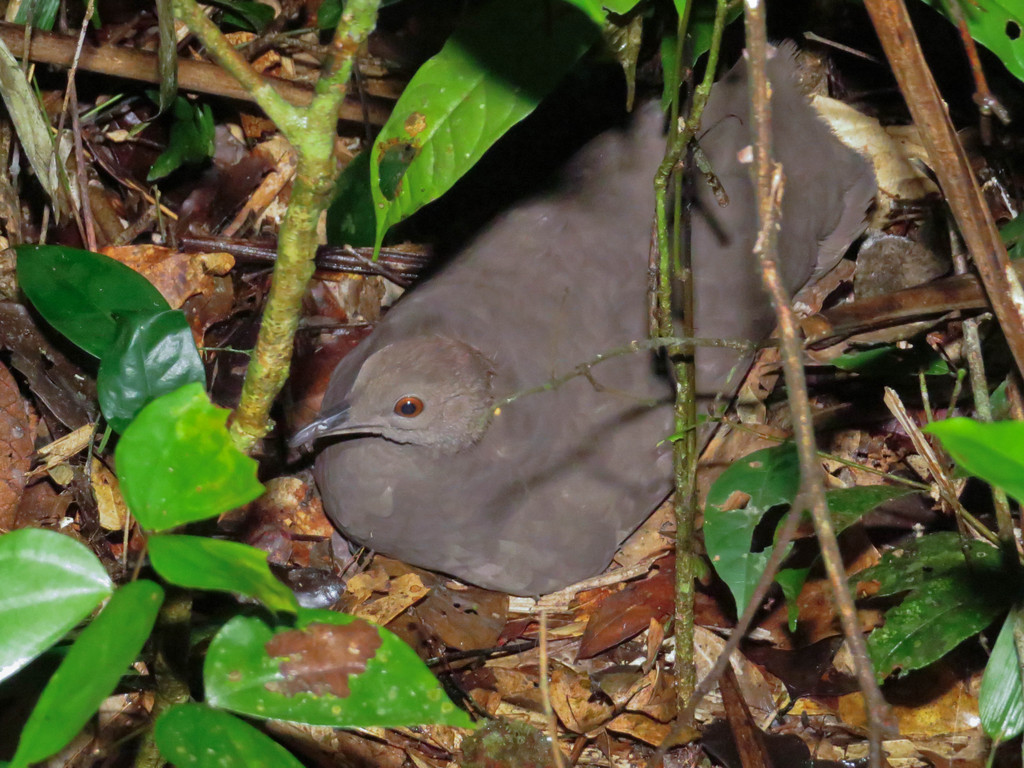 Foto inhambu-pixuna (Crypturellus cinereus) Por Douglas Fernandes ...