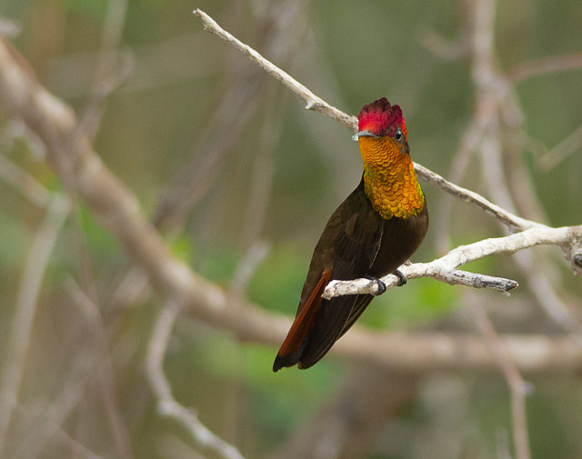 Foto beija-flor-vermelho (Chrysolampis mosquitus) Por Paulo Dantas | Wiki Aves - A Enciclopédia ...