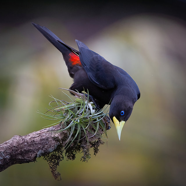 Foto guaxe (Cacicus haemorrhous) Por Daniel Mello | Wiki Aves - A ...