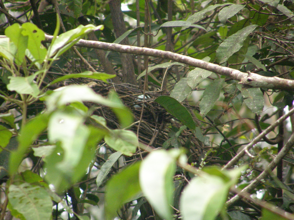 Foto garça-da-mata (Agamia agami) Por Bianca Bernardon | Wiki Aves - A ...