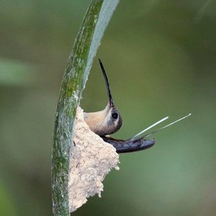 Apodiformes | WikiAves - A Enciclopédia das Aves do Brasil