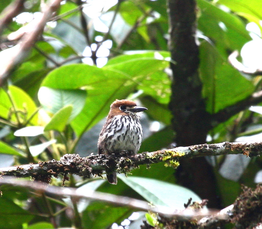 Foto macuru-papa-mosca (Micromonacha lanceolata) Por Andrew Whittaker ...