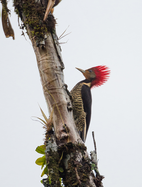Foto pica-pau-de-cara-canela (Celeus galeatus) Por Octavio Campos Salles | Wiki Aves - A ...