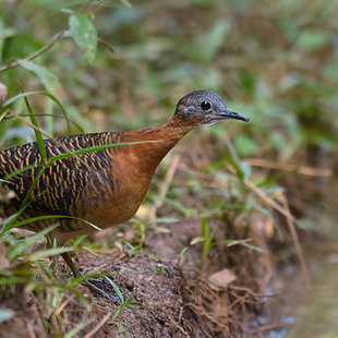 inhambu-anhangá (Crypturellus variegatus) | WikiAves - A Enciclopédia ...