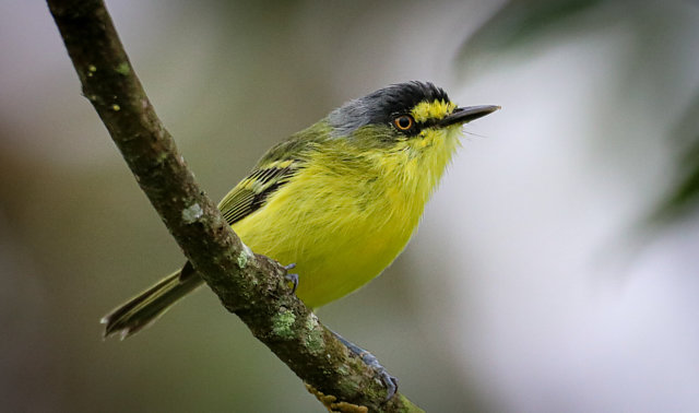 Foto teque-teque (Todirostrum poliocephalum) Por Ligia Carvalho | Wiki ...