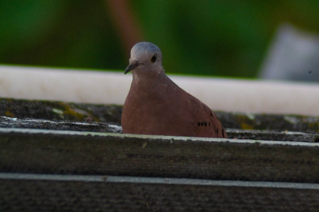 Foto rolinha-roxa (Columbina talpacoti) Por Wellinton Vargas | Wiki ...