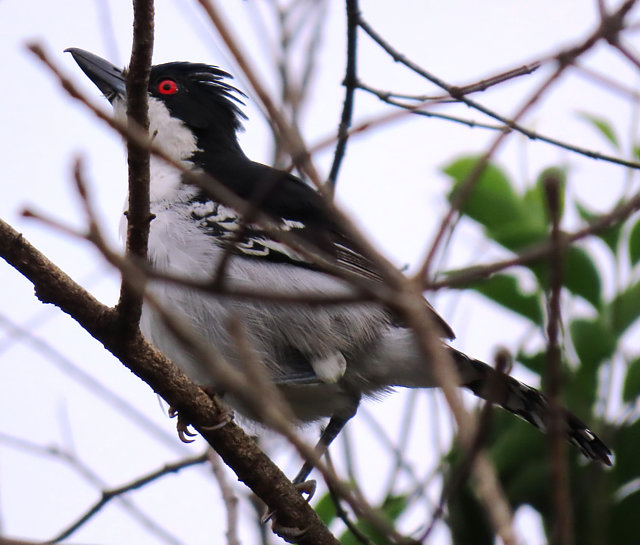 Foto choró-boi (Taraba major) Por Raisson T. Rodrigues | Wiki Aves - A ...