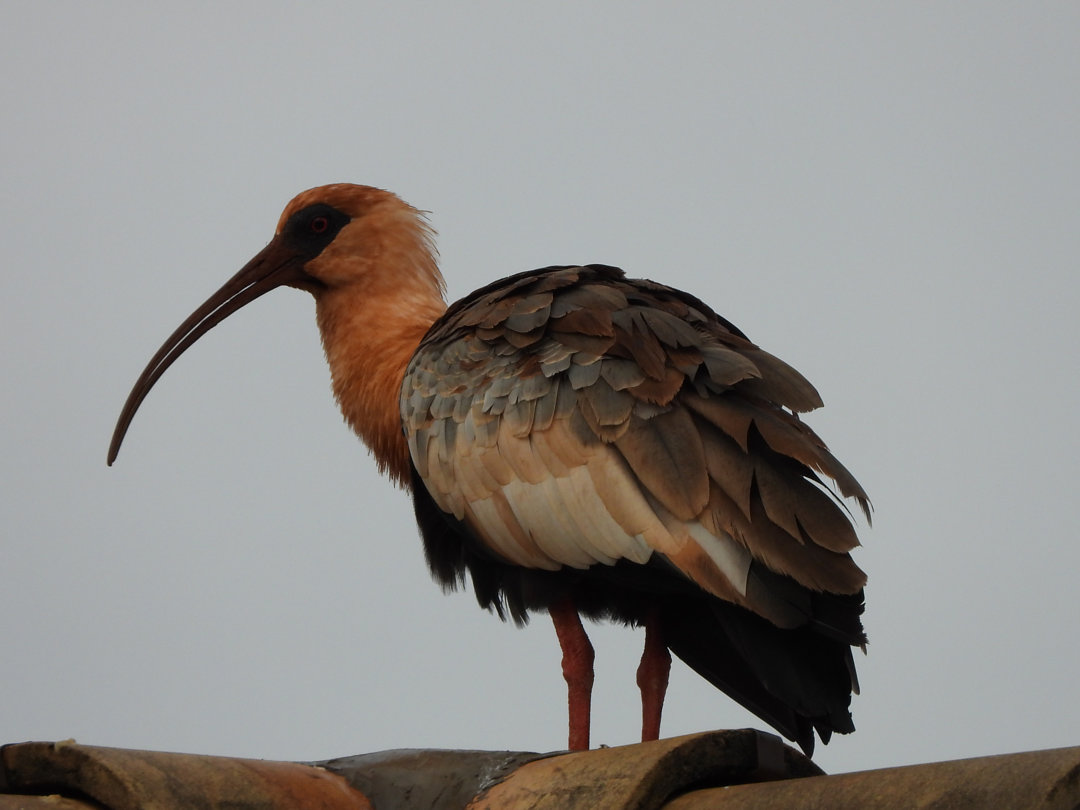 Foto curicaca (Theristicus caudatus) Por Renata X. Santos | Wiki Aves ...