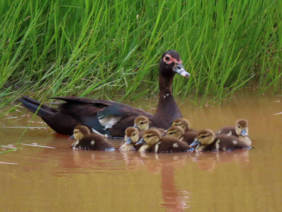 Foto pato-do-mato (Cairina moschata) Por Bruno Möller | Wiki Aves - A ...