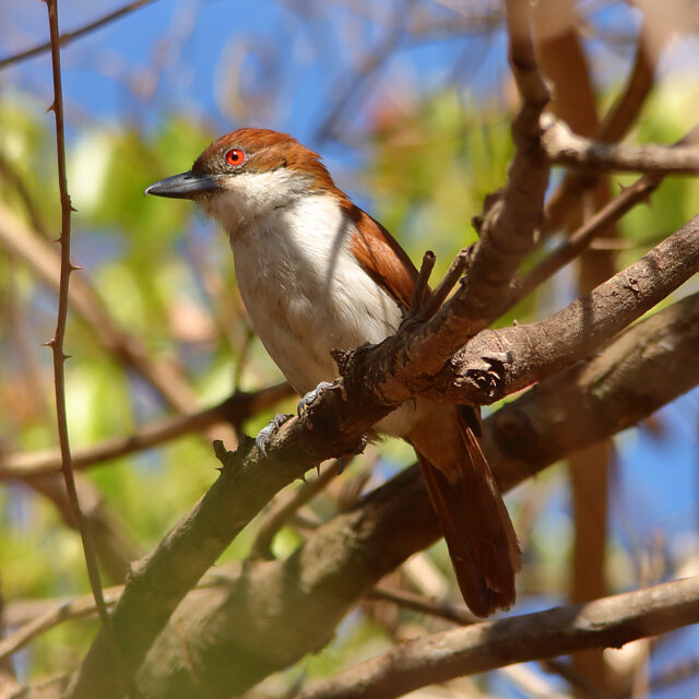 Foto choró-boi (Taraba major) Por Ivo Zecchin | Wiki Aves - A ...