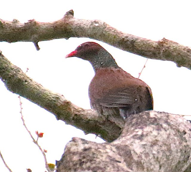 Foto pomba-trocal (Patagioenas speciosa) Por Helio Pereira | Wiki Aves ...