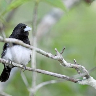 tiê-bicudo (Conothraupis mesoleuca) | WikiAves - A Enciclopédia das ...