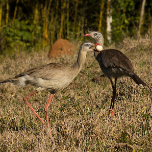 Cariamidae | WikiAves - A Enciclopédia das Aves do Brasil