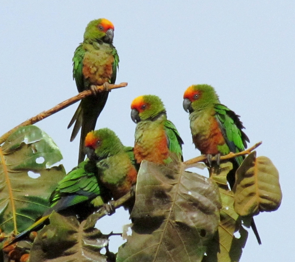 Foto jandaia-de-testa-vermelha (Aratinga auricapillus) Por Marcia ...