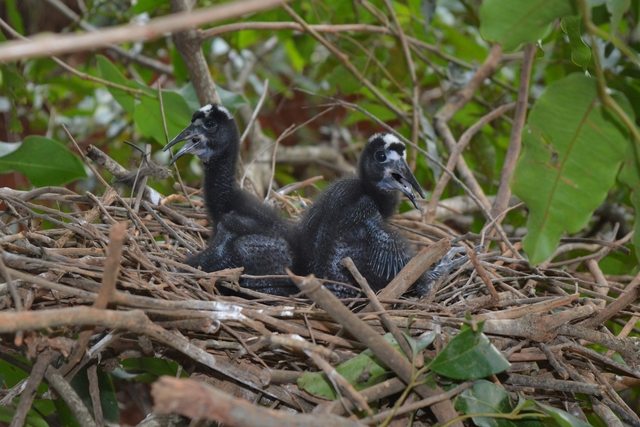 Foto coró-coró (Mesembrinibis cayennensis) Por Afonso Carlos Santos ...