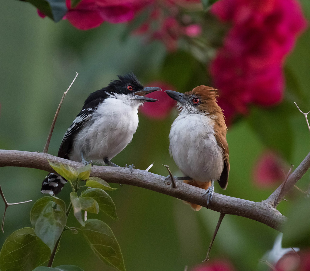 Foto choró-boi (Taraba major) Por Eduardo Fernandes 2 | Wiki Aves - A ...