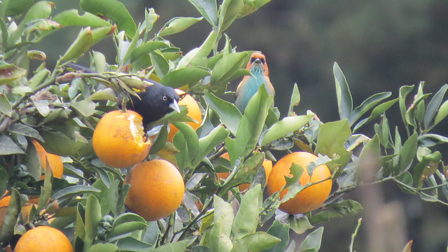Foto tecelão (Cacicus chrysopterus) Por Daniel Kemmerich | Wiki Aves ...
