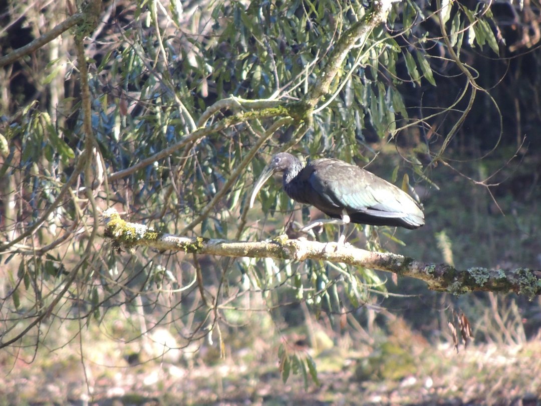 Foto coró-coró (Mesembrinibis cayennensis) Por Jonas Viel | Wiki Aves ...