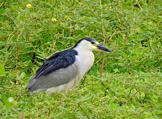 Foto socó-dorminhoco (Nycticorax nycticorax) Por Alberto Rios | Wiki ...