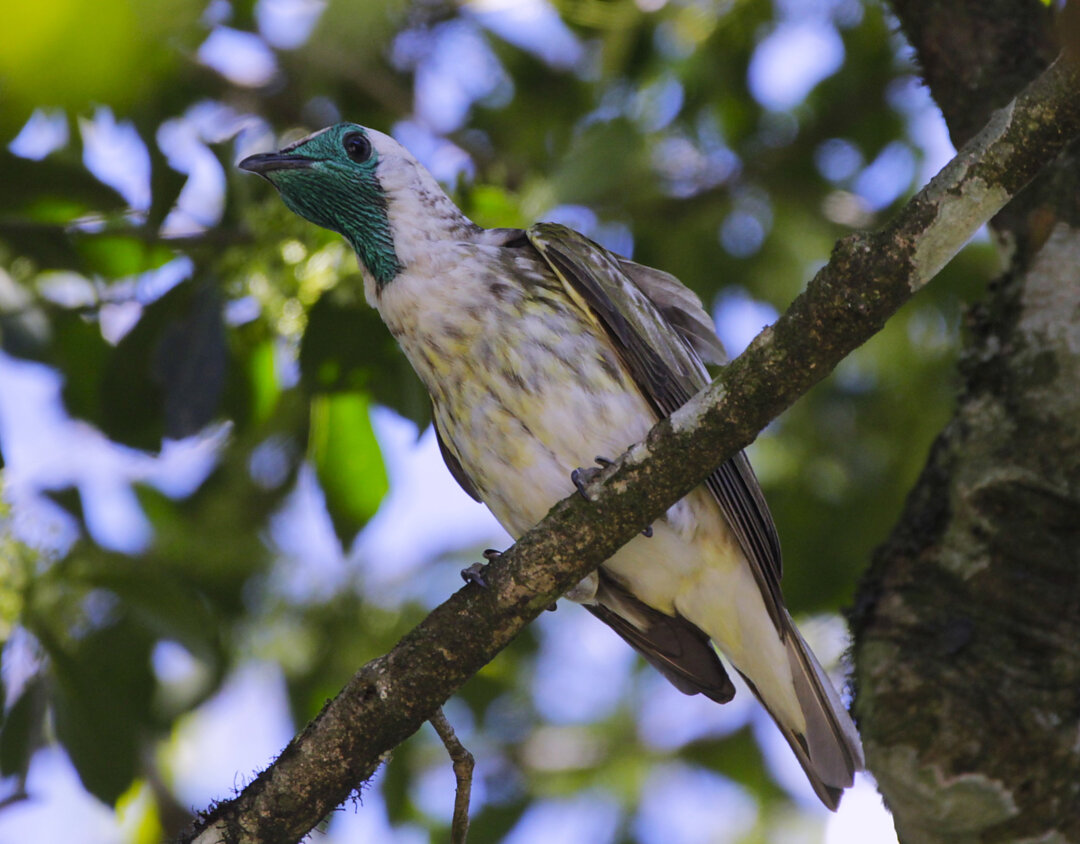 Foto araponga (Procnias nudicollis) Por Guia Roberto Botelho | Wiki ...