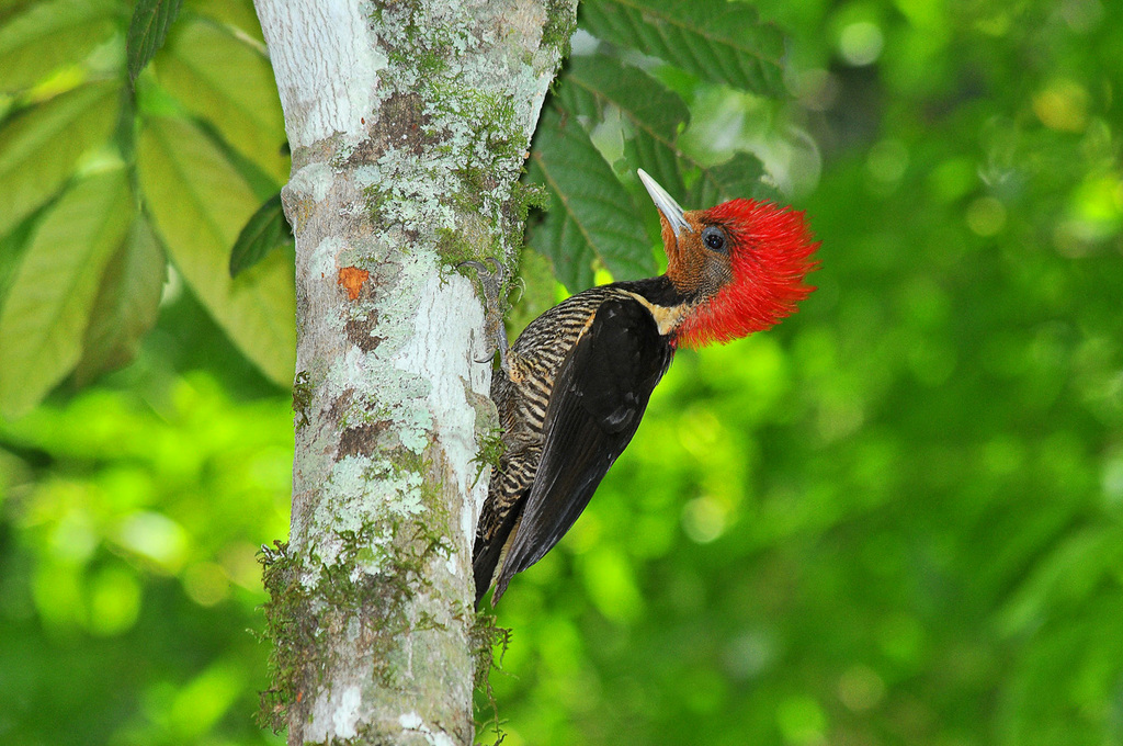 Foto pica-pau-de-cara-canela (Celeus galeatus) Por Rudimar Cipriani | Wiki Aves - A Enciclopédia ...