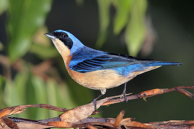 Foto saíra-viúva (Pipraeidea melanonota) Por Roberto Gallacci | Wiki ...