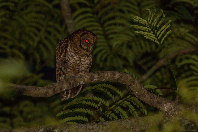 Foto coruja-listrada (Strix hylophila) Por Fernando Farias | Wiki Aves ...