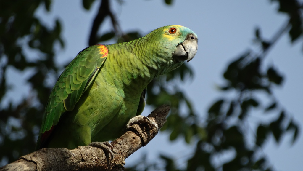 Foto papagaio-verdadeiro (Amazona aestiva) Por Vicky Kemmelmeier | Wiki ...