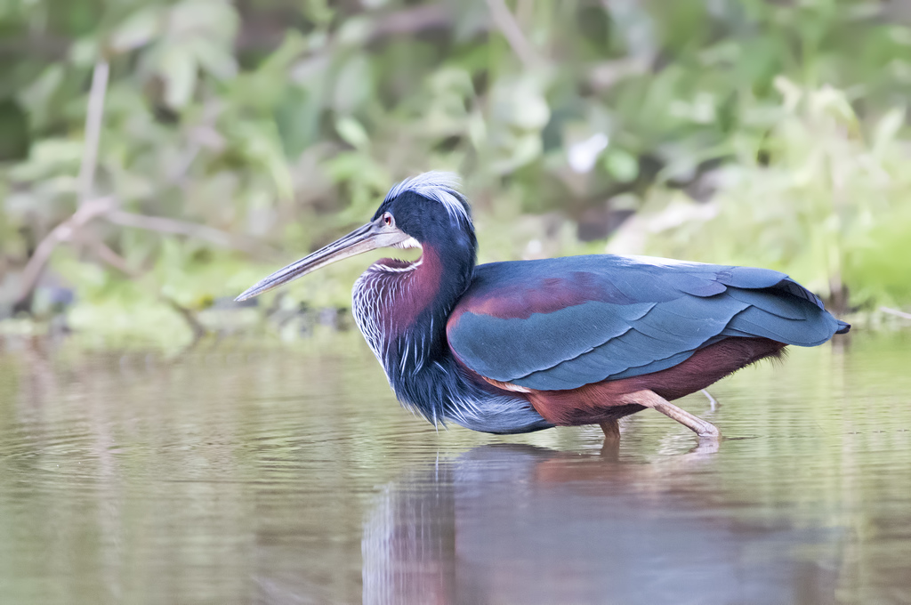 Foto garça-da-mata (Agamia agami) Por Wagner Coppede | Wiki Aves - A ...