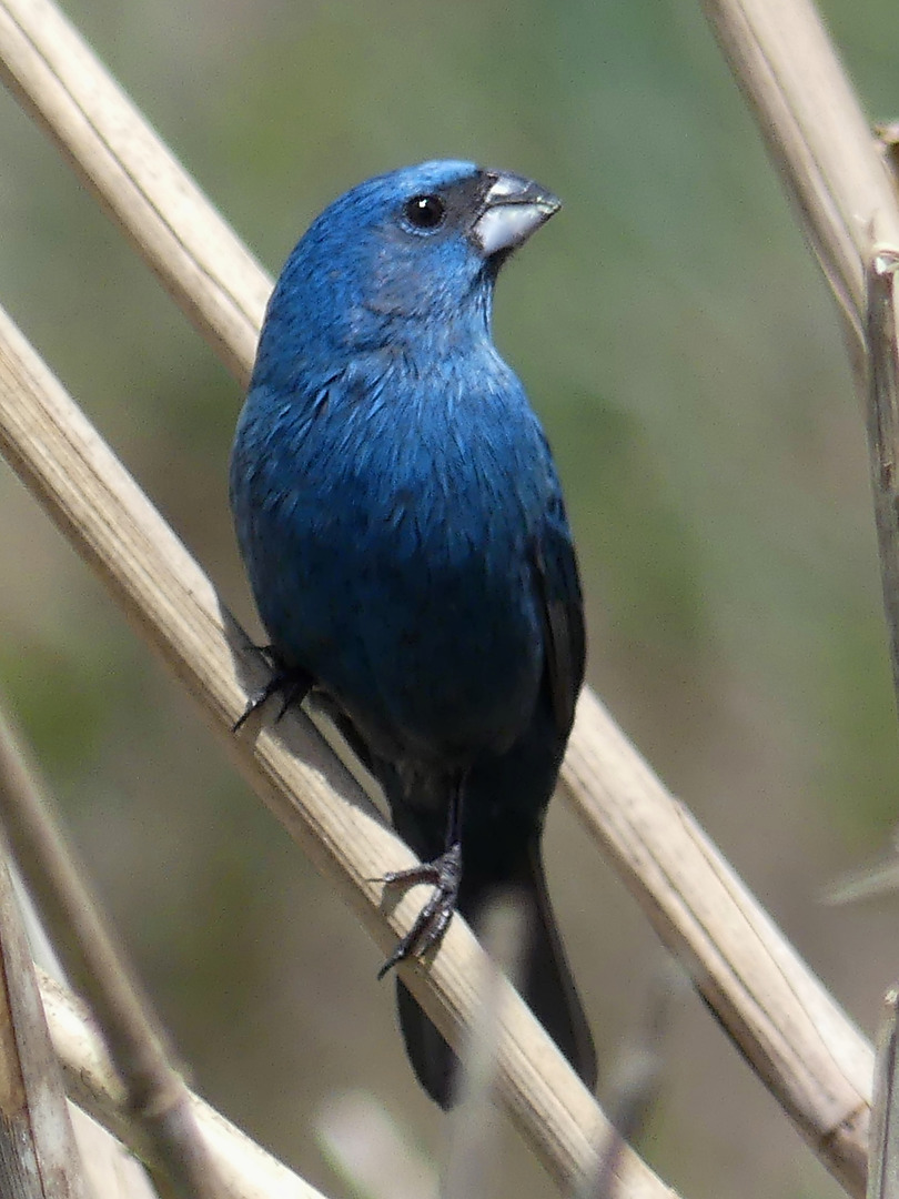Foto azulinho (Cyanoloxia glaucocaerulea) Por Gustavo Gomes | Wiki Aves ...