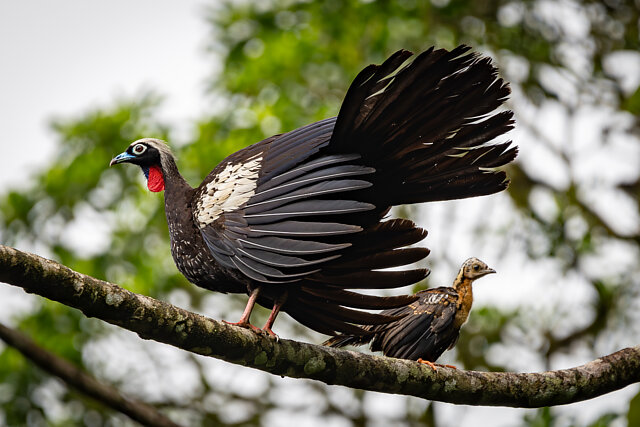 Foto jacutinga (Aburria jacutinga) Por André Camargo | Wiki Aves - A ...
