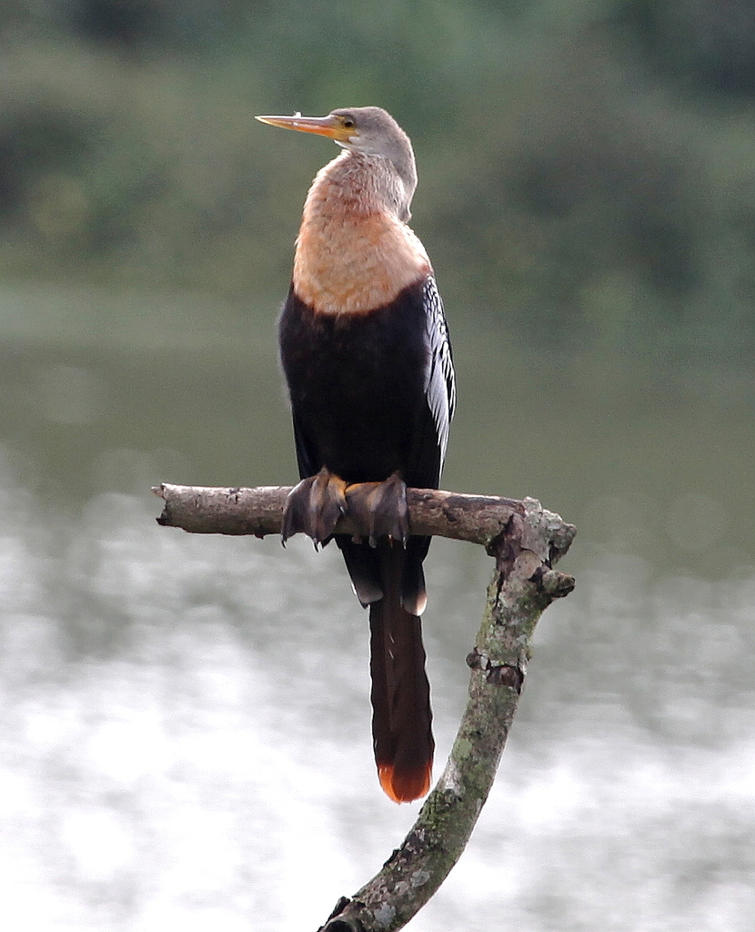 Foto biguatinga (Anhinga anhinga) Por Hector Bottai | Wiki Aves - A Enciclopédia das Aves do Brasil