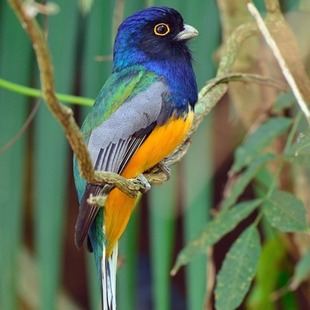 Trogoniformes | WikiAves - A Enciclopédia das Aves do Brasil