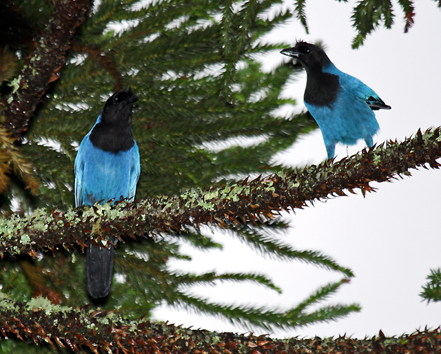 Foto gralha-azul (Cyanocorax caeruleus) Por Valdir Hobus | Wiki Aves ...