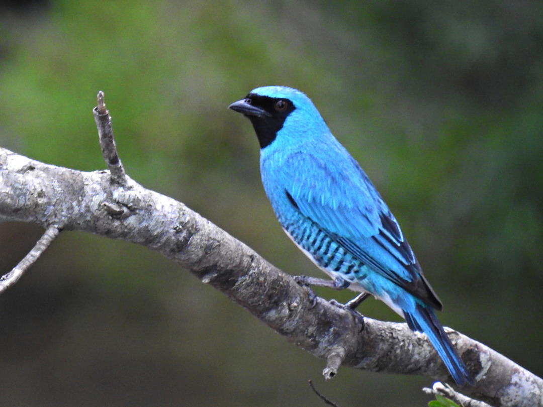 Foto saí-andorinha (Tersina viridis) Por Luiz Menarin | Wiki Aves - A ...