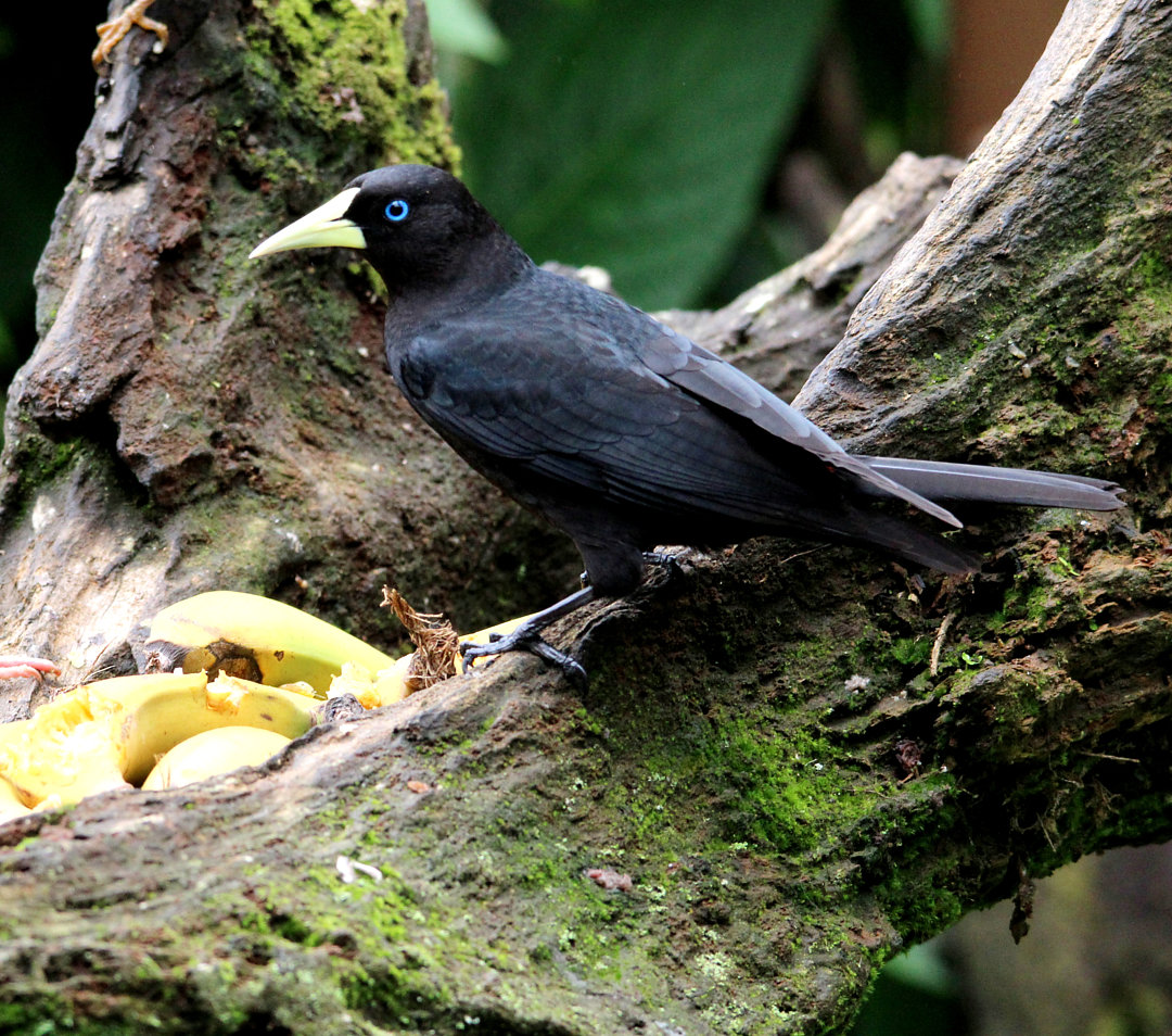 Foto guaxe (Cacicus haemorrhous) Por Ivo Zecchin | Wiki Aves - A ...