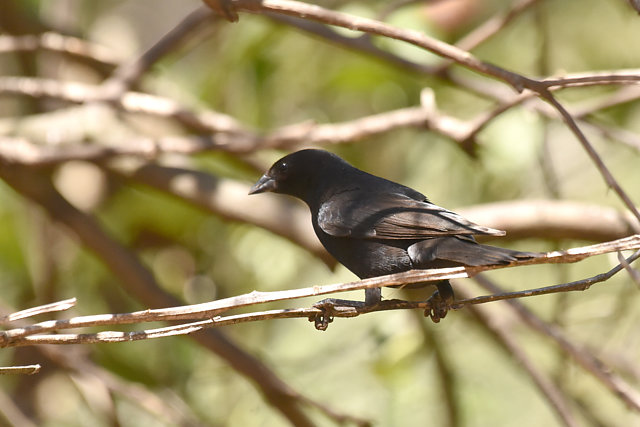 Foto chupim (Molothrus bonariensis) Por Luiz Moschini De Souza | Wiki ...