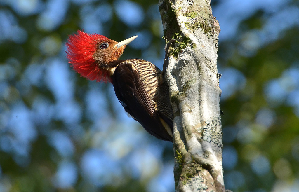 Foto pica-pau-de-cara-canela (Celeus galeatus) Por Rudimar Cipriani | Wiki Aves - A Enciclopédia ...