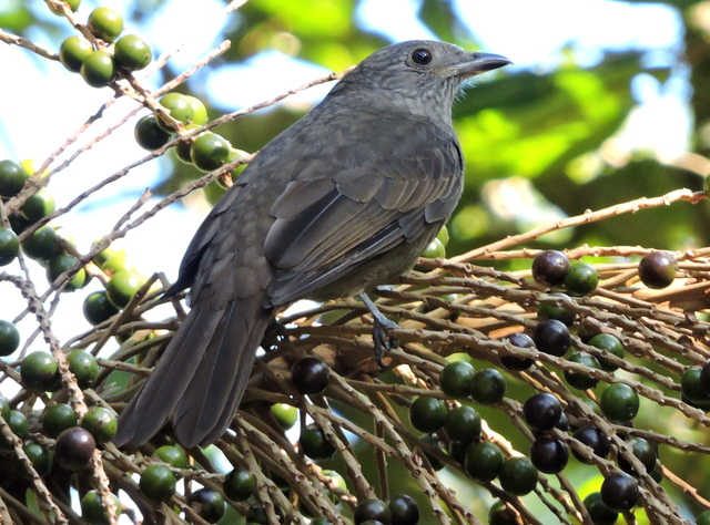 Palmito-juçara - Euterpe edulis | WikiAves - A Enciclopédia das Aves do ...
