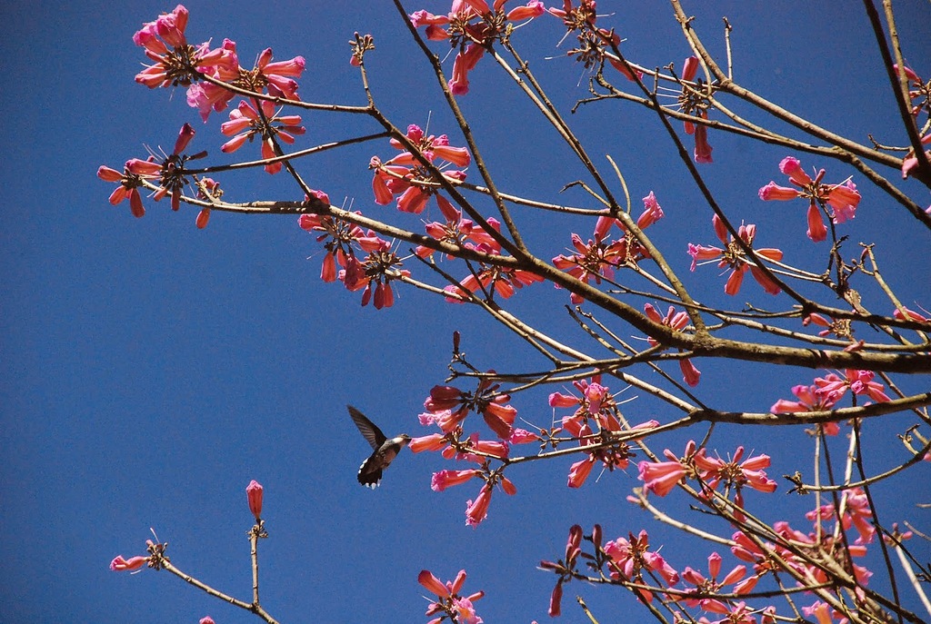 Foto beija-flor-de-papo-branco (Leucochloris albicollis) Por Miguel ...