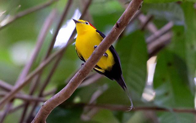 Foto rabo-de-arame (Pipra filicauda) Por Robison Silva | Wiki Aves - A ...